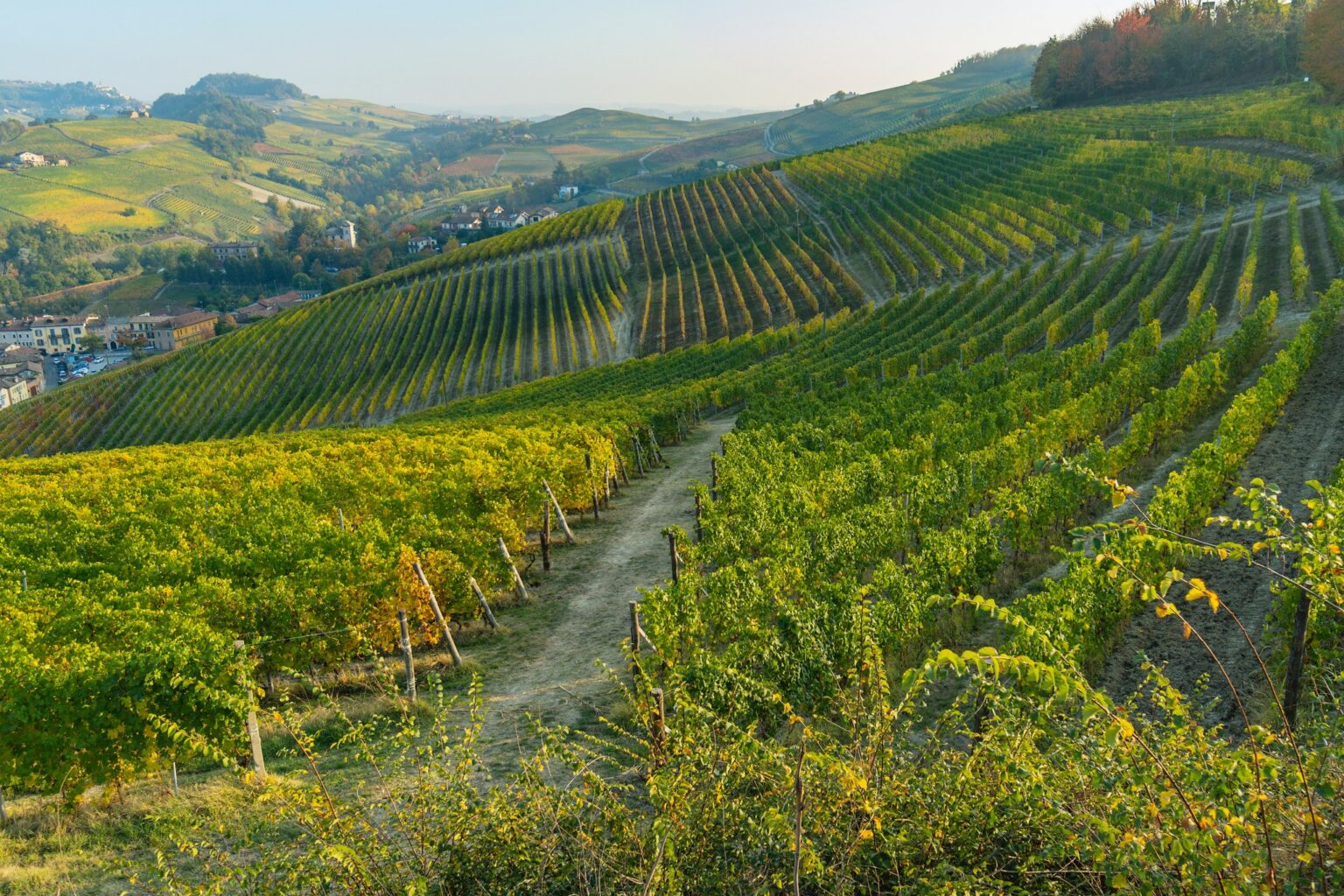 The History Behind the Legendary Barolo Wine