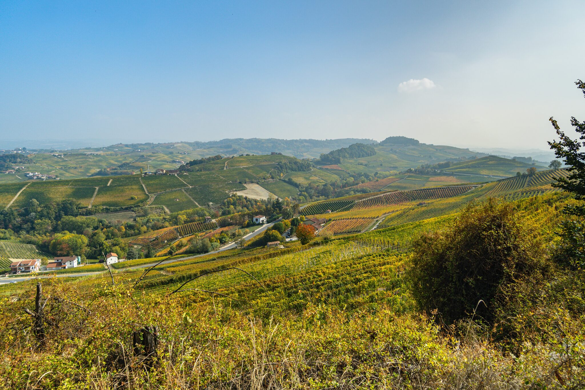 Top 11 facts about Barolo wine | Best Barolo vintages and food pairing